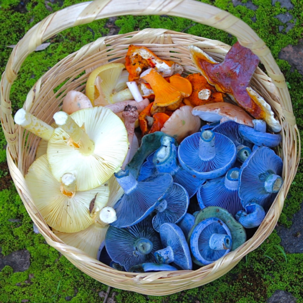 Reino Fungi - Griibok